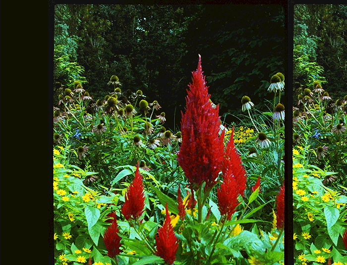 Garden flower GIF - Find on GIFER