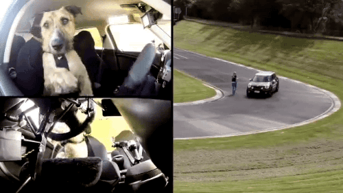 Dog animals car GIF - Find on GIFER