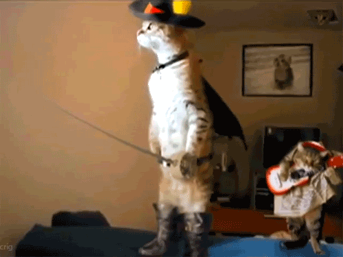GIF funniest pictures - animated GIF on GIFER