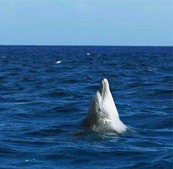 GIF dolphin fun - animated GIF on GIFER