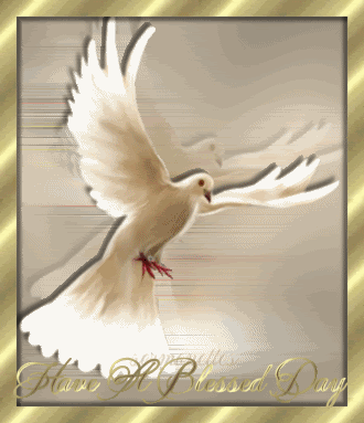 Dove GIF - Find on GIFER