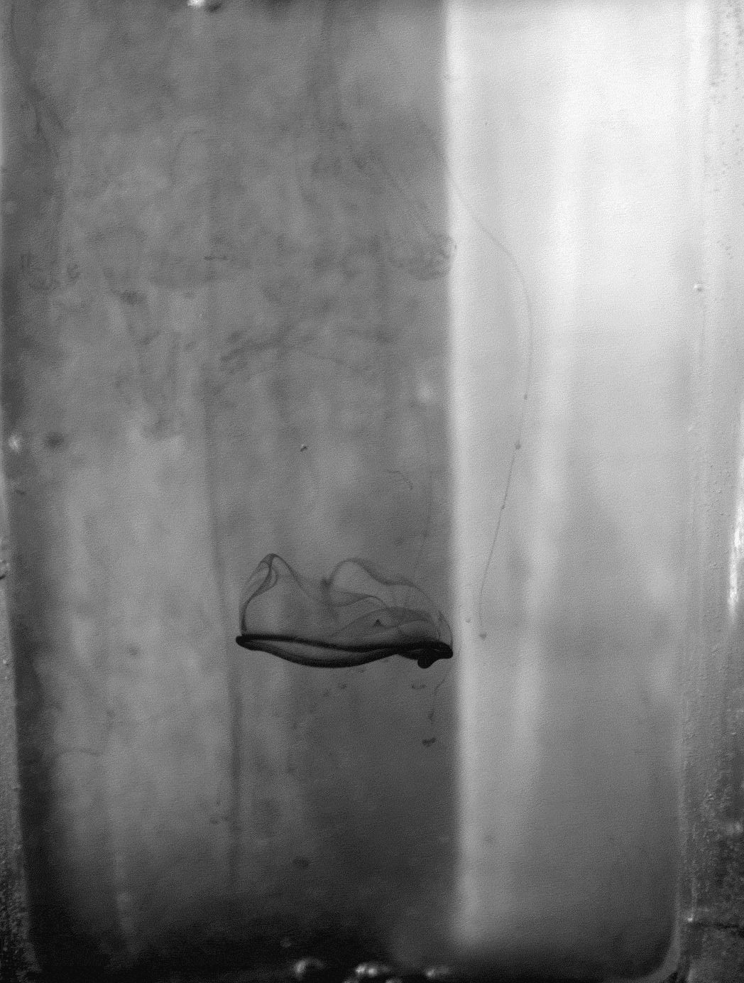 GIF normani kordei - GIF animado en GIFER