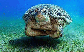GIF turtle deal with it turtles fault again - animated GIF on GIFER