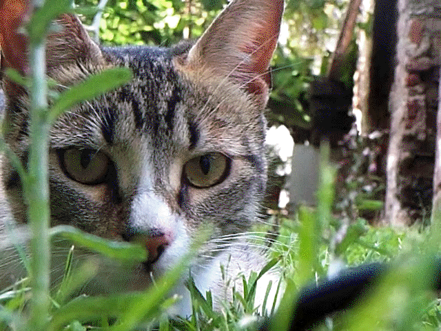 Iggy azalea s GIF - Find on GIFER