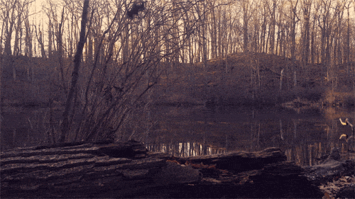 Nature leaves fall GIF - Find on GIFER