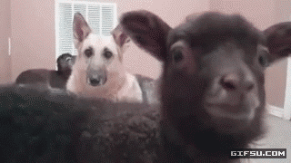 Sheep reaction dog GIF - Find on GIFER
