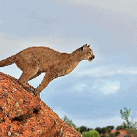 Jumping GIF - Find on GIFER