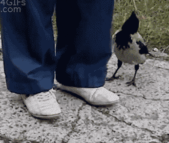 Bird GIF - Find on GIFER