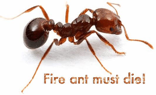 Ants GIF - Find on GIFER