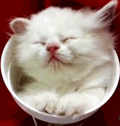 Kitten GIF - Find on GIFER
