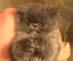 Cat sleepy kitty GIF on GIFER - by Nilaron