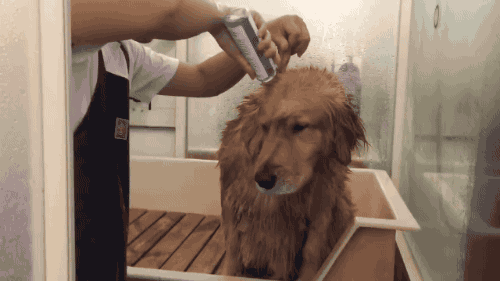Dog animals GIF - Find on GIFER