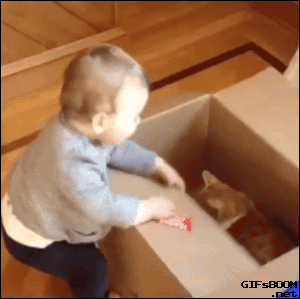 Cat fail box GIF - Find on GIFER