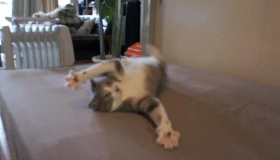 Gif Divertido De Gato Caminando GIFs De Gatos Graciosos 130