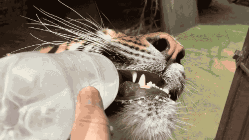 Tiere animals GIF - Auf GIFER suchen