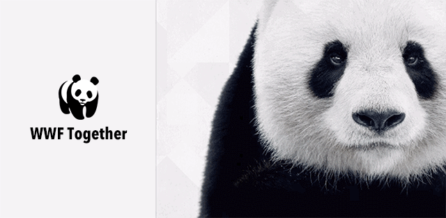 Wwf GIF - Find on GIFER