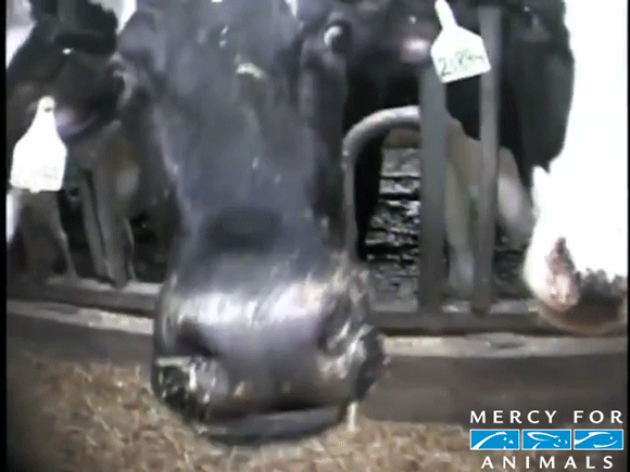 GIF eating good meat - animated GIF on GIFER