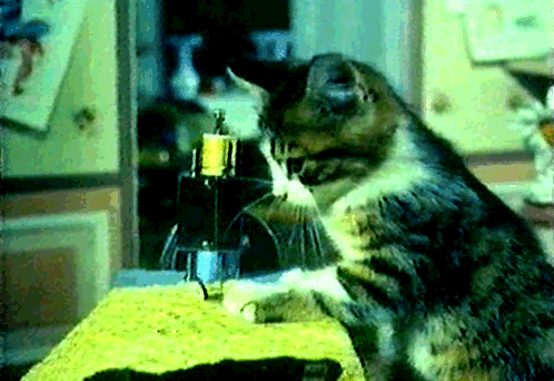 GIF shinee - animated GIF on GIFER