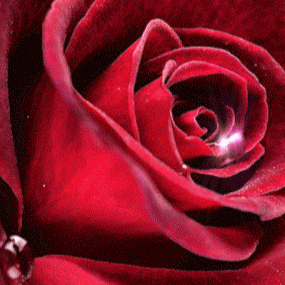 Red GIF - Find on GIFER