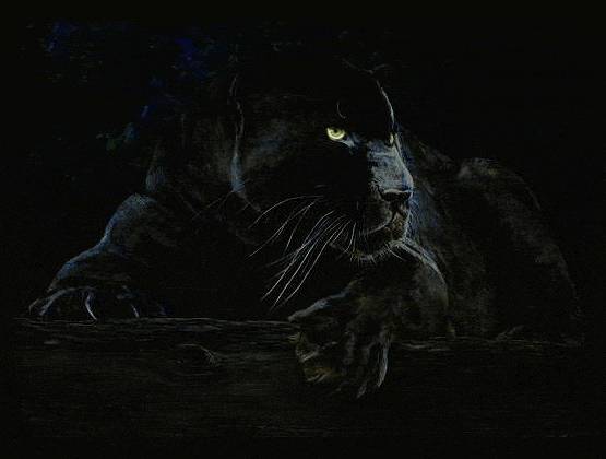 Midnight GIF - Find on GIFER