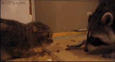 Cat animals food GIF - Find on GIFER