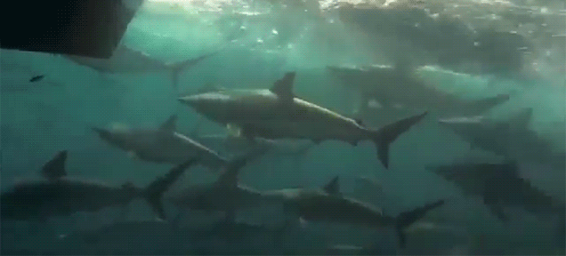GIF sharks - animated GIF on GIFER