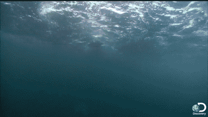 Discovery channel sharks shark week GIF - Find on GIFER