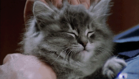 GIF the cutest - animated GIF on GIFER