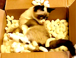 GIF cat animals rolling - animated GIF on GIFER
