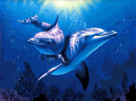 Dolphin GIF - Find on GIFER
