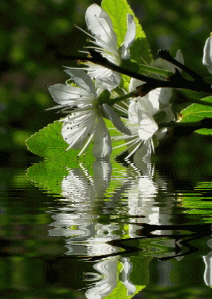 Nature GIF - Find on GIFER