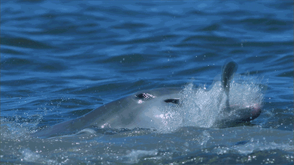 Baby dolphin cute GIF - Find on GIFER