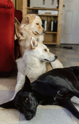 Three amigos GIF - Find on GIFER