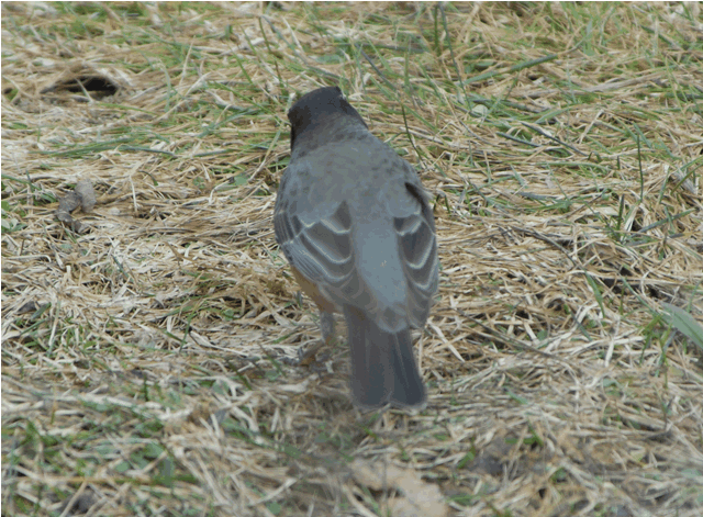 Dove Animated Gif