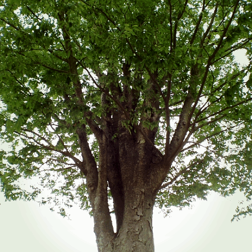 Tree GIF - Find on GIFER