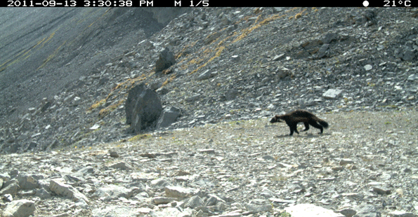 GIF wolverine - animated GIF on GIFER