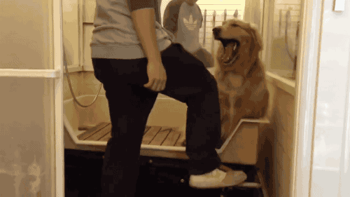 GIF dog animals bath - animated GIF on GIFER