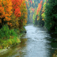 GIF trees - animated GIF on GIFER - by Thoril