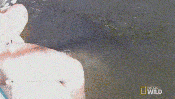 GIF dolphin riding - animated GIF on GIFER