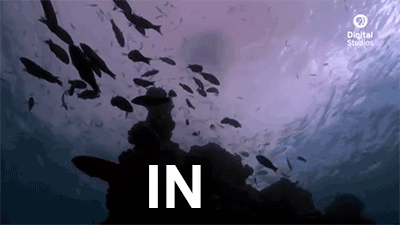 GIF underwater education fish - animated GIF on GIFER