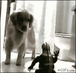 Fear GIF - Find on GIFER