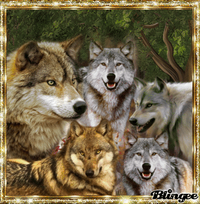 Pack GIF - Find on GIFER