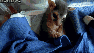 Tired cats GIF - Find on GIFER