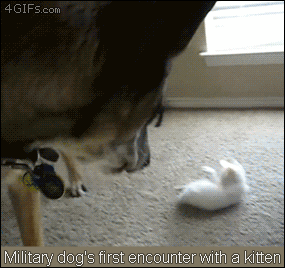Dog military meets GIF - Find on GIFER
