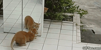 Mirror GIF - Find on GIFER