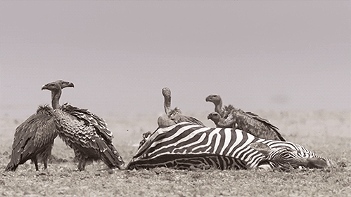 Animals nature death GIF - Find on GIFER