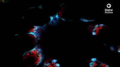 Wtf pbs strange GIF - Find on GIFER