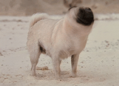 Dog pug shake GIF - Find on GIFER