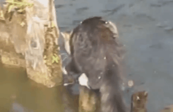 Cat fishing attempt GIF - Find on GIFER