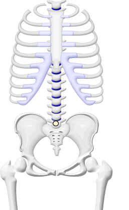 Anatomy GIF - Find on GIFER